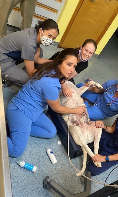 Tour - Ahwatukee Animal Care Hospital